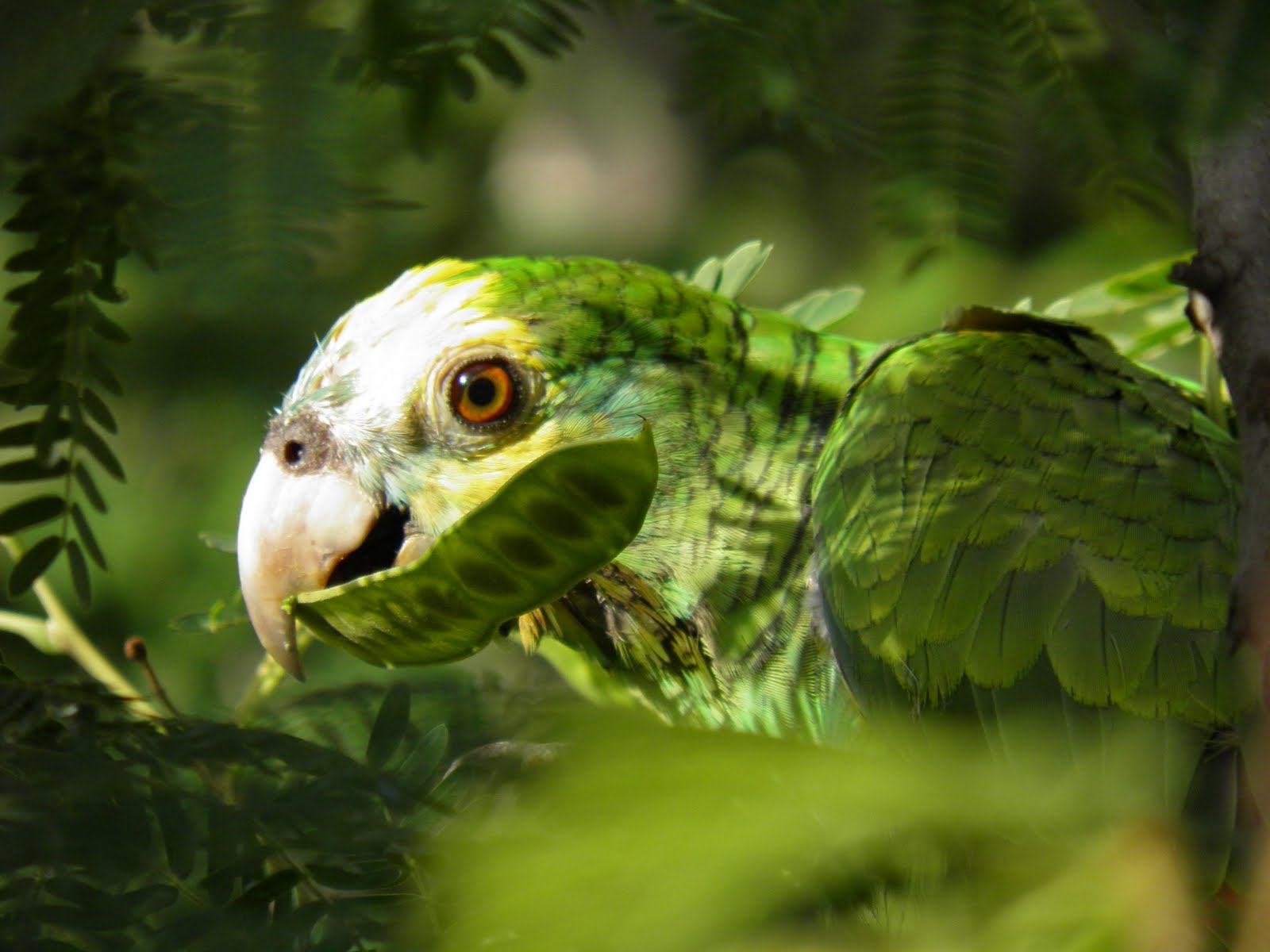 patron saint of birds, fish & reptiles: the wild parrots of Bonaire part 1