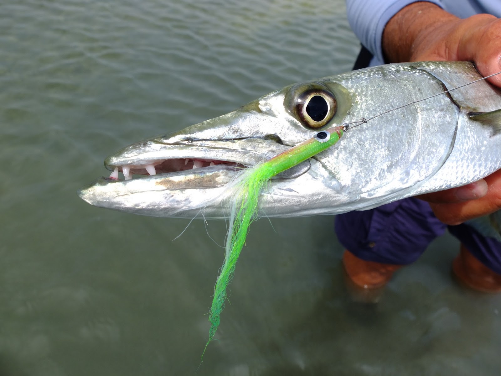 DEESOX: Barracuda v BUG-BOND