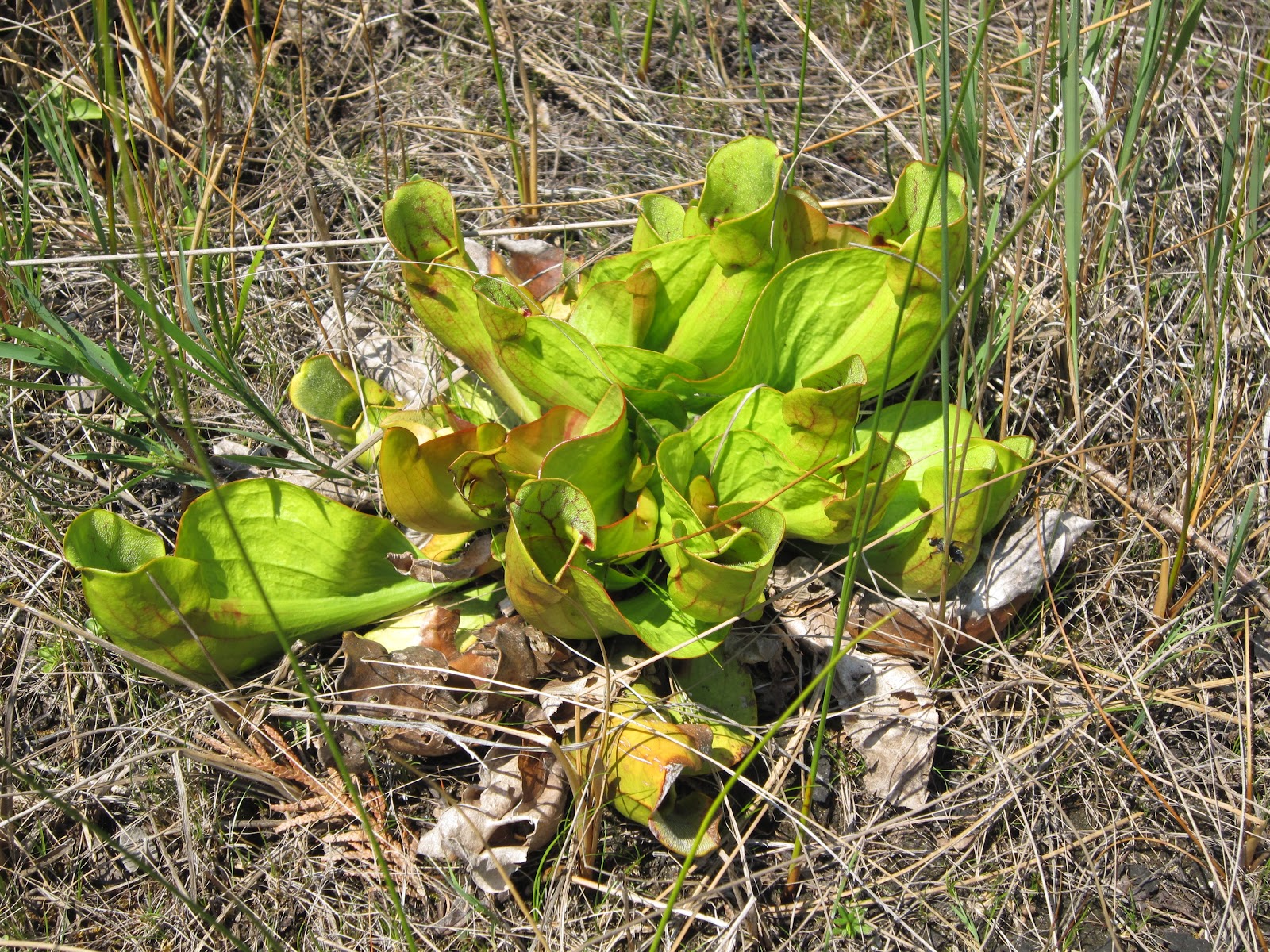 Amy Brown Science: The Carnivorous Pitcher Plants