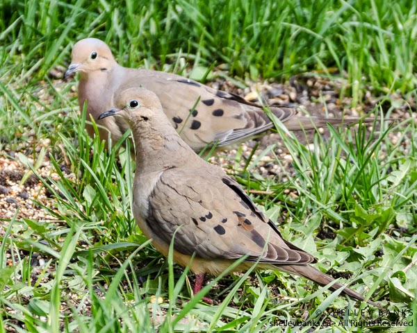 Prairie Nature: A Pair of Mourning Doves Arrive to Feed: Regina SK