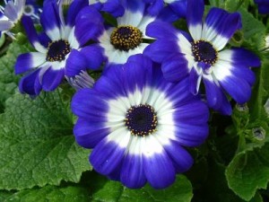 Best Flower's Care: CINERARIA