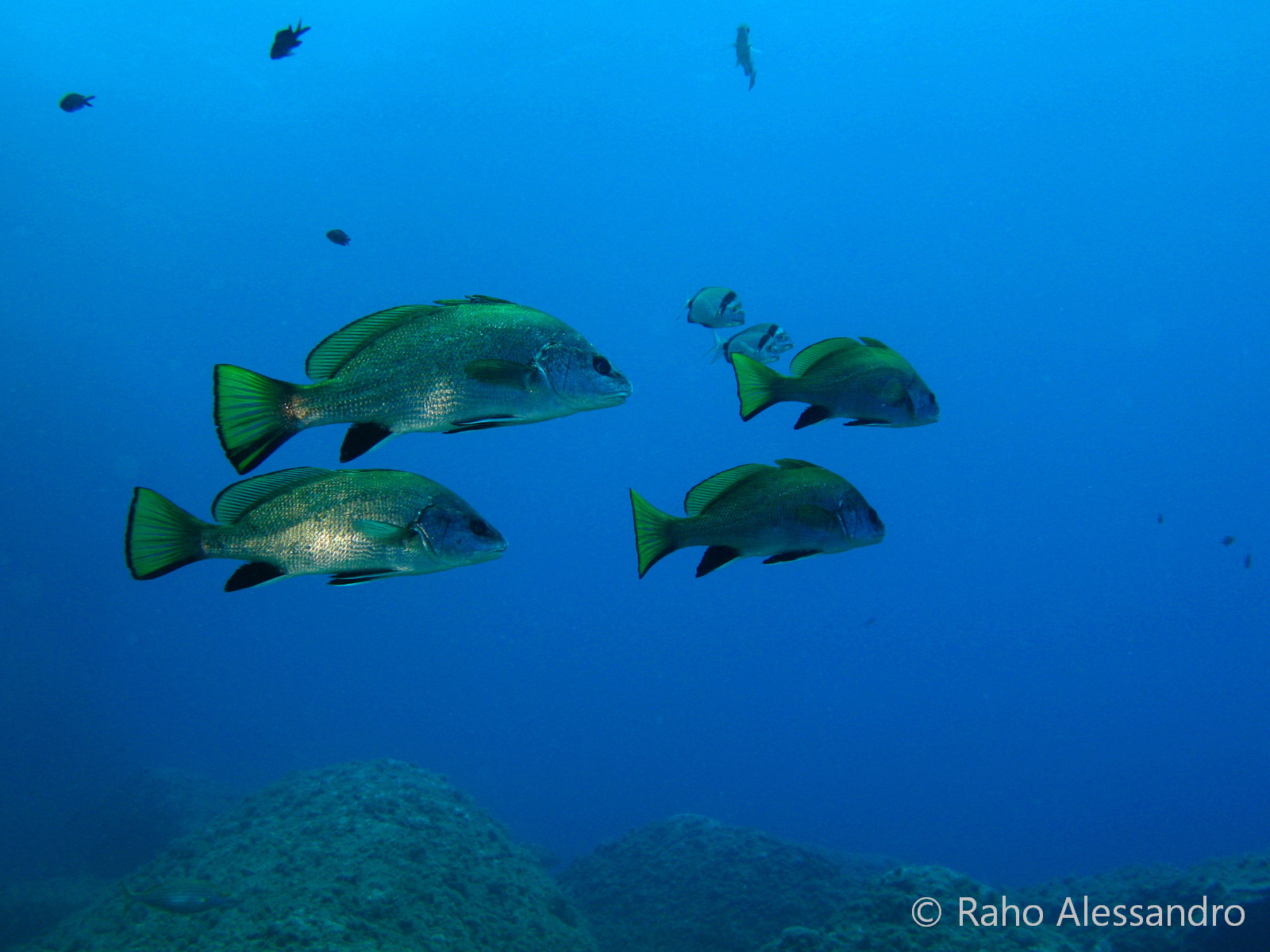 Necton e Plancton: Pesci: Corvina