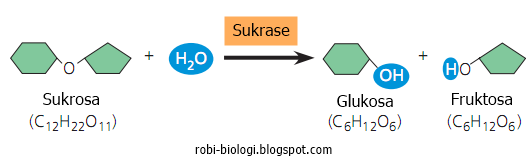 ENZIM - BELAJAR BIOLOGI