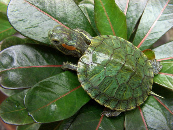 White Wolf : Turtle Medicine: What Turtle Can Teach Us