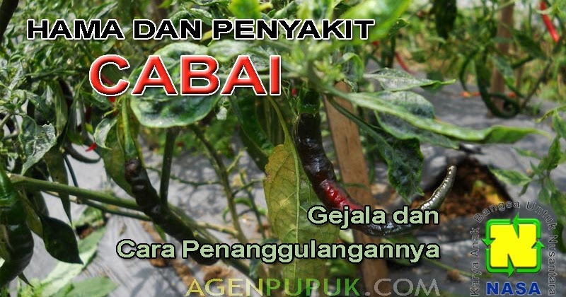 Coretan-Coretan Ku: Hama dan Penyakit pada Tanaman Cabai serta ...
