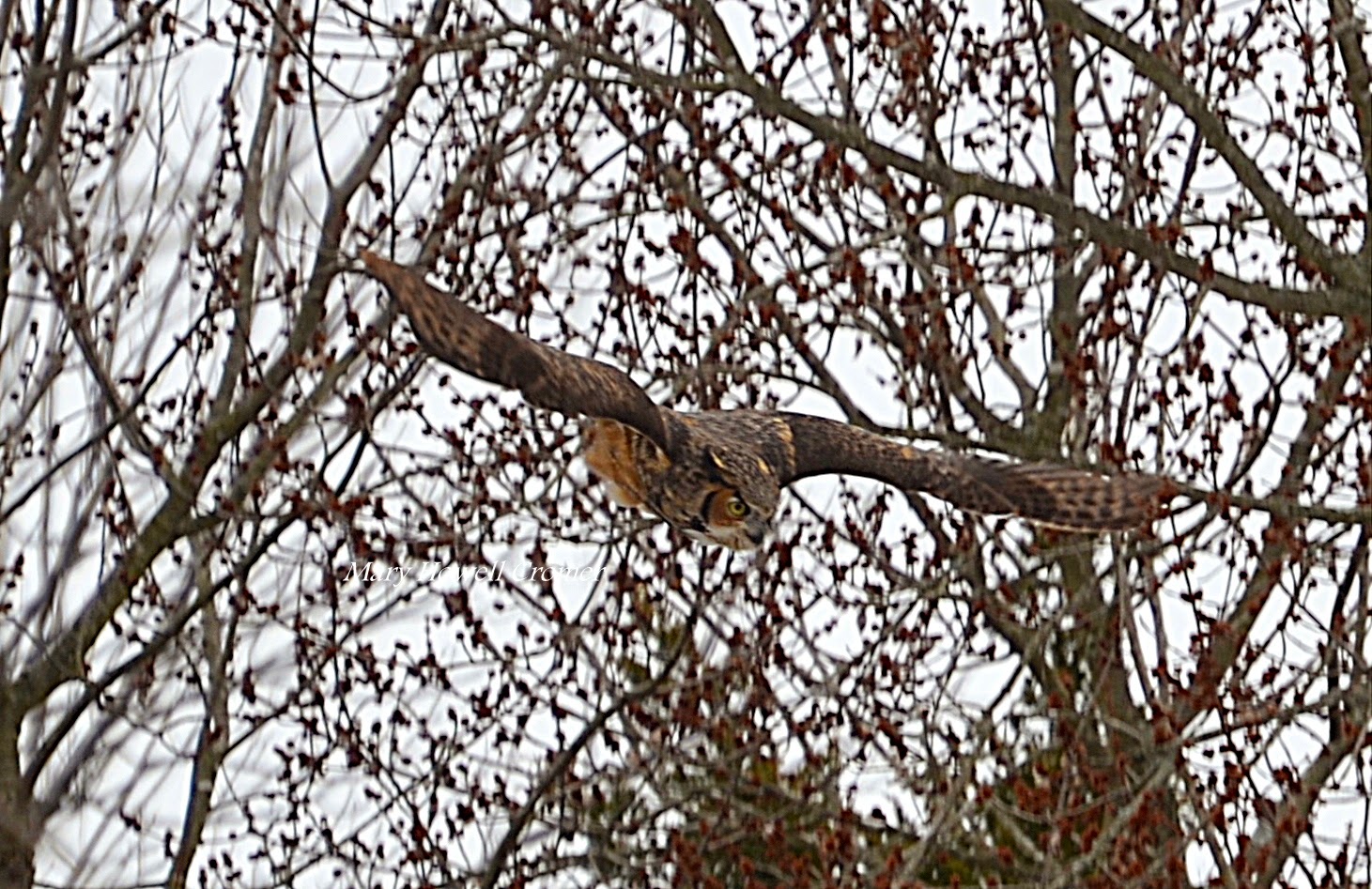 Red-shouldered Hawks of Tingsgrove and Beyond: Great Horned Owl and Owlets~
