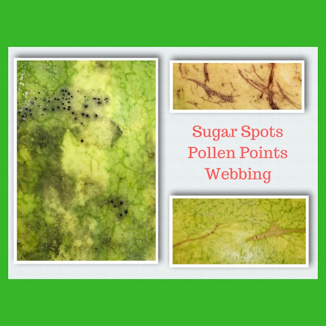 Foodie Friday-What do you look for in a Watermelon? Tips to Selecting ...