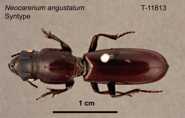 Variety of Life: Neocarenum