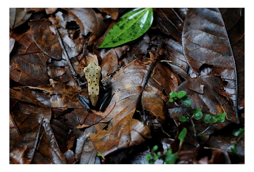 The Green Ogre: Encounter: Bicoloured Frog
