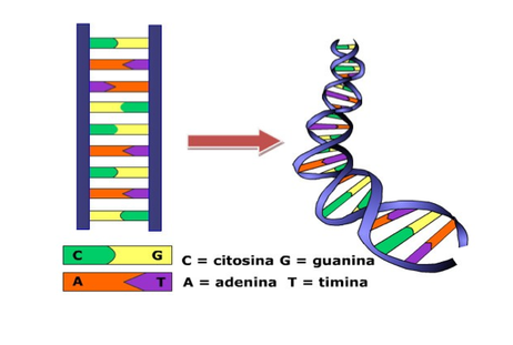 El ADN la molecula de la vida: ADN