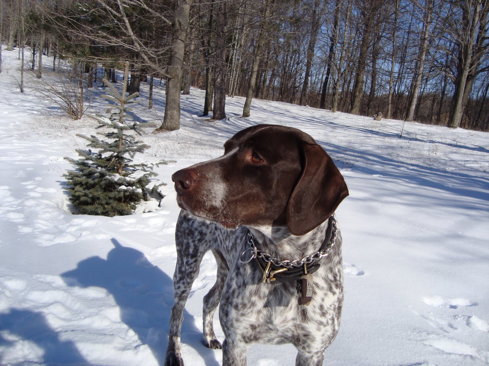 Bruno Boris Badenoff, GSP Extraordinaire