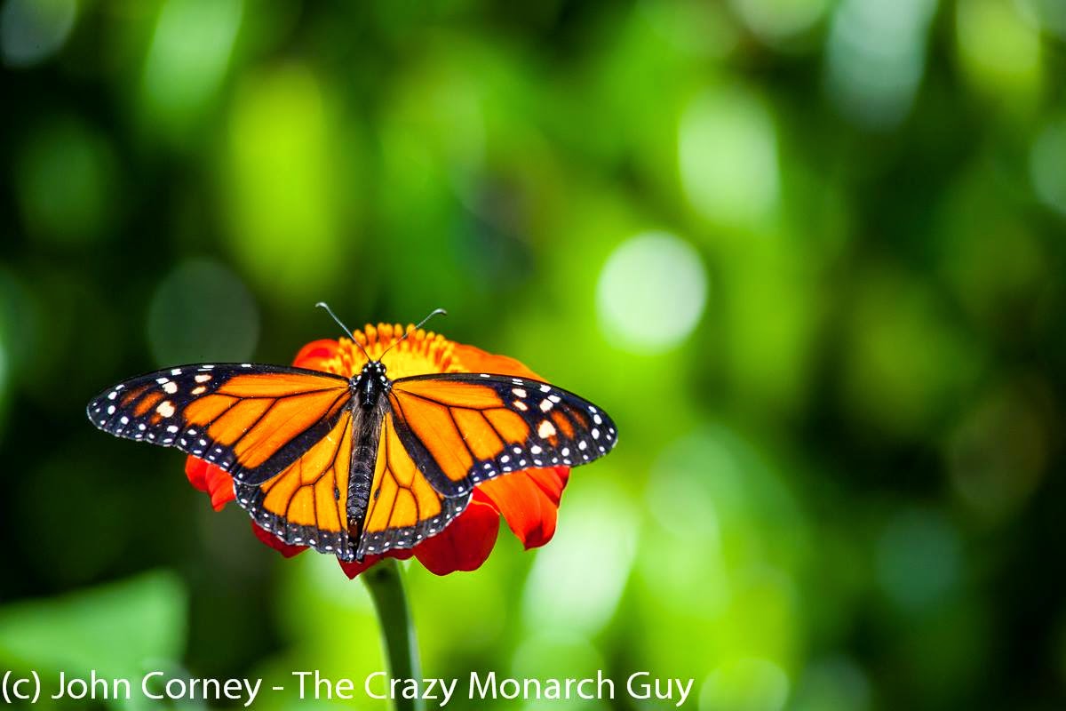 The Crazy Monarch Guy: Monarch Butterfly Scientific Terminology