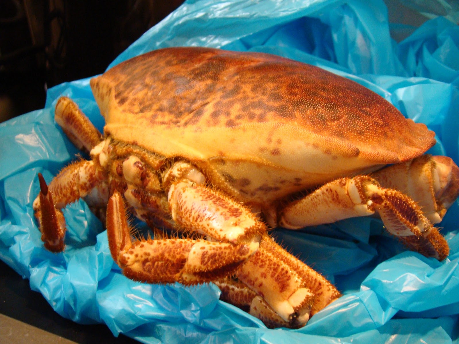 Sónia Meirinho: Sapateira Recheada / Stuffed Crab