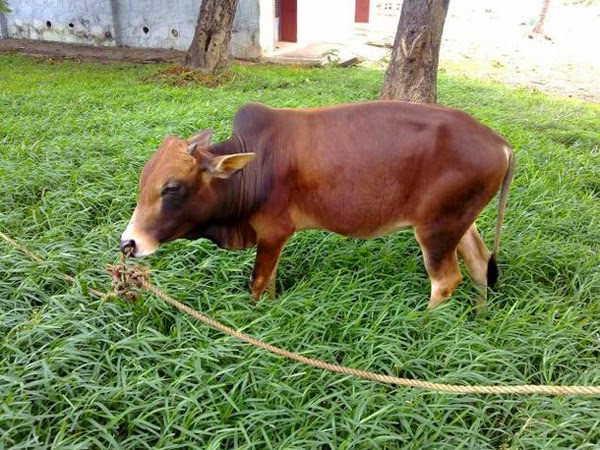 Algunos de los animales más pequeños del mundo | Mascotas