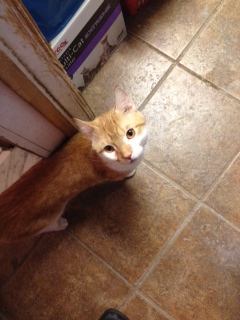 Diary of my Captivity