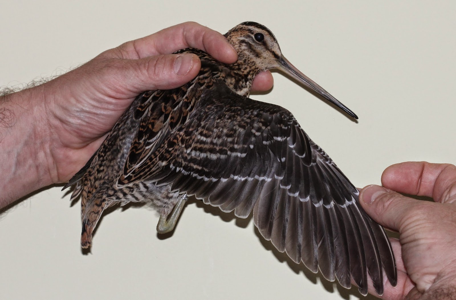 Ruffled Feathers: GREAT SNIPE!!!!!!!