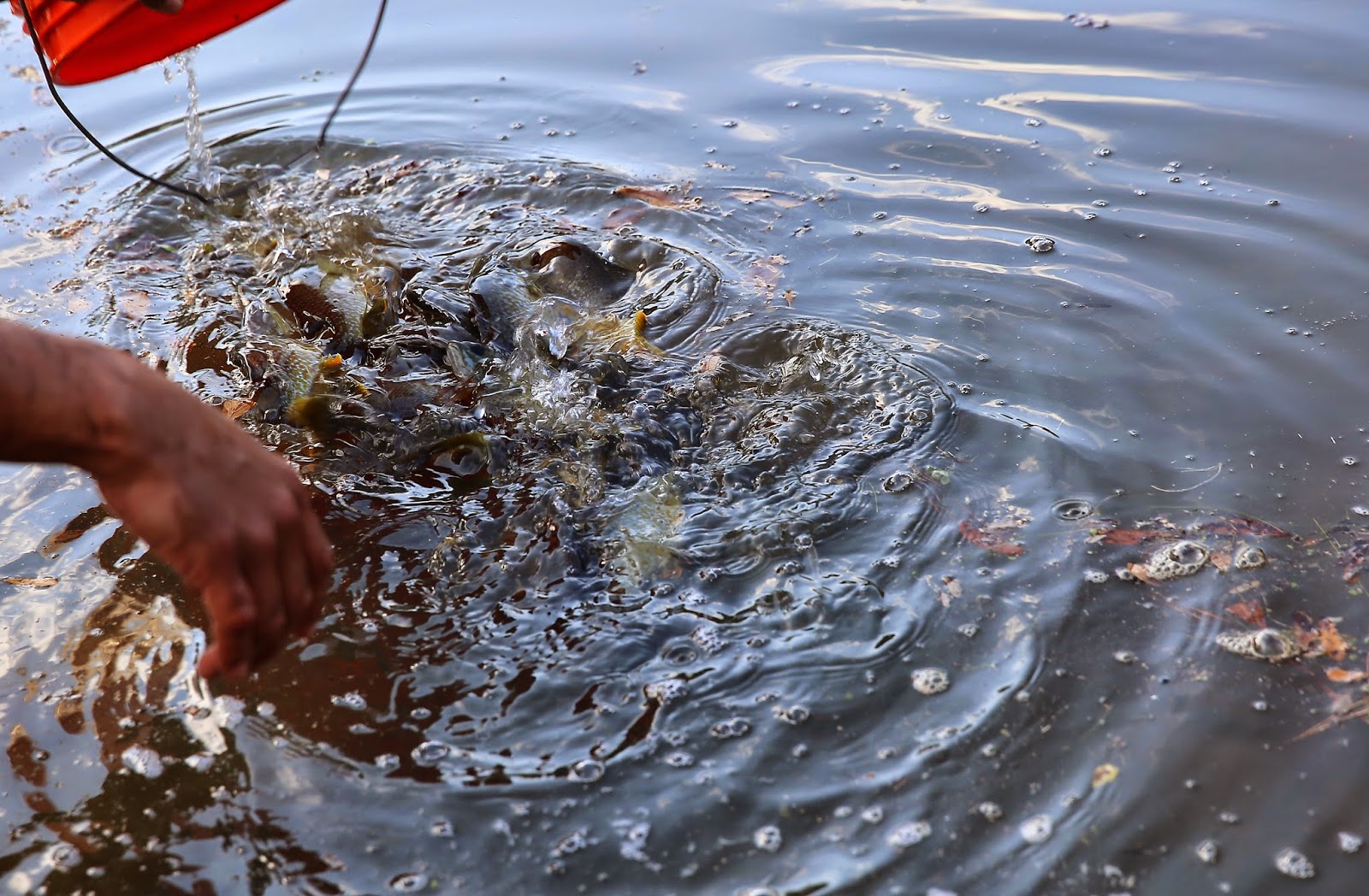 Sweet Southern Days: Restocking The Fish Pond