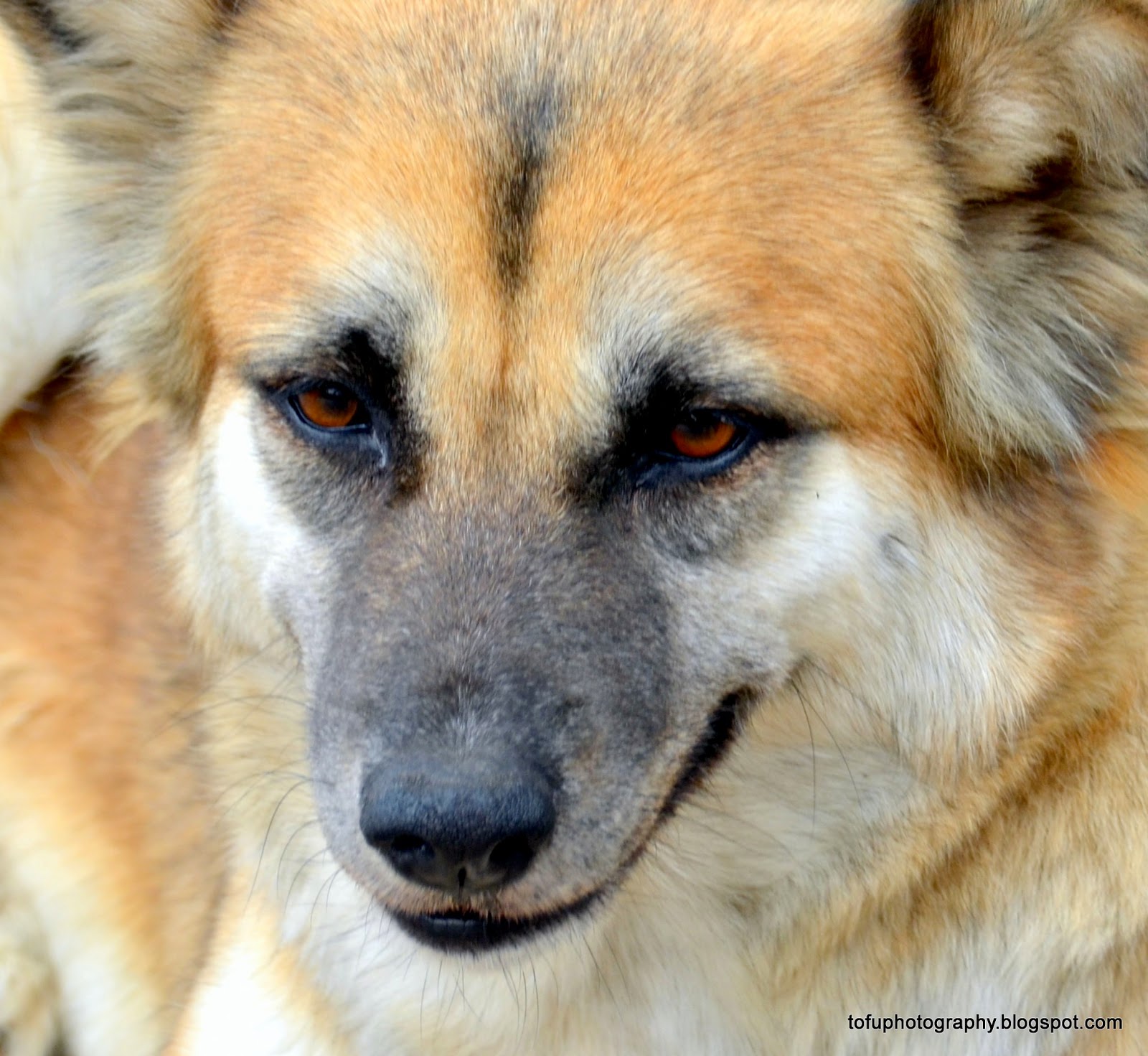 Tofu Photography: Alsatian dog at Koh Si Chang, Thailand