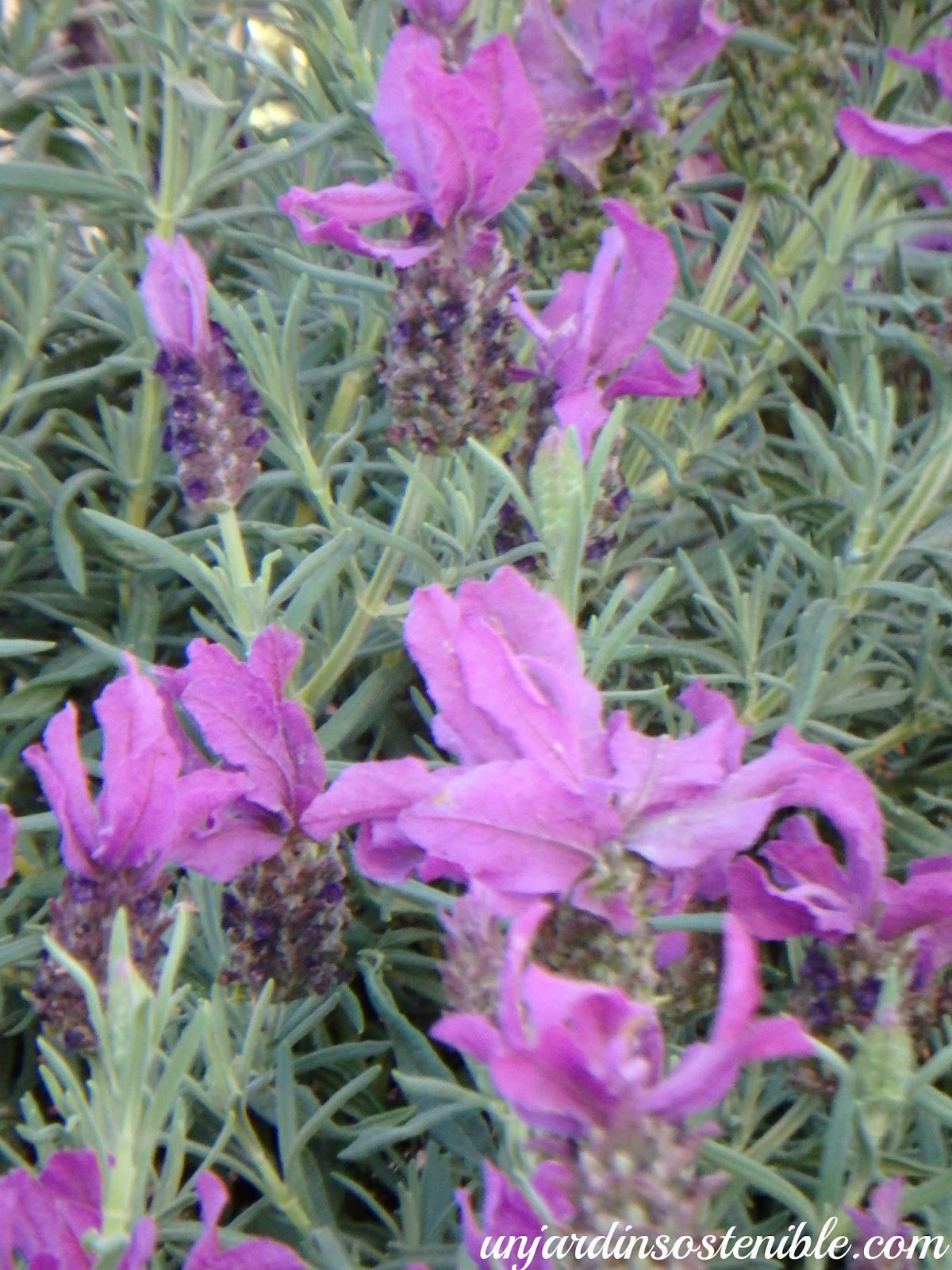 Lavandula Officinalis (Lavanda)