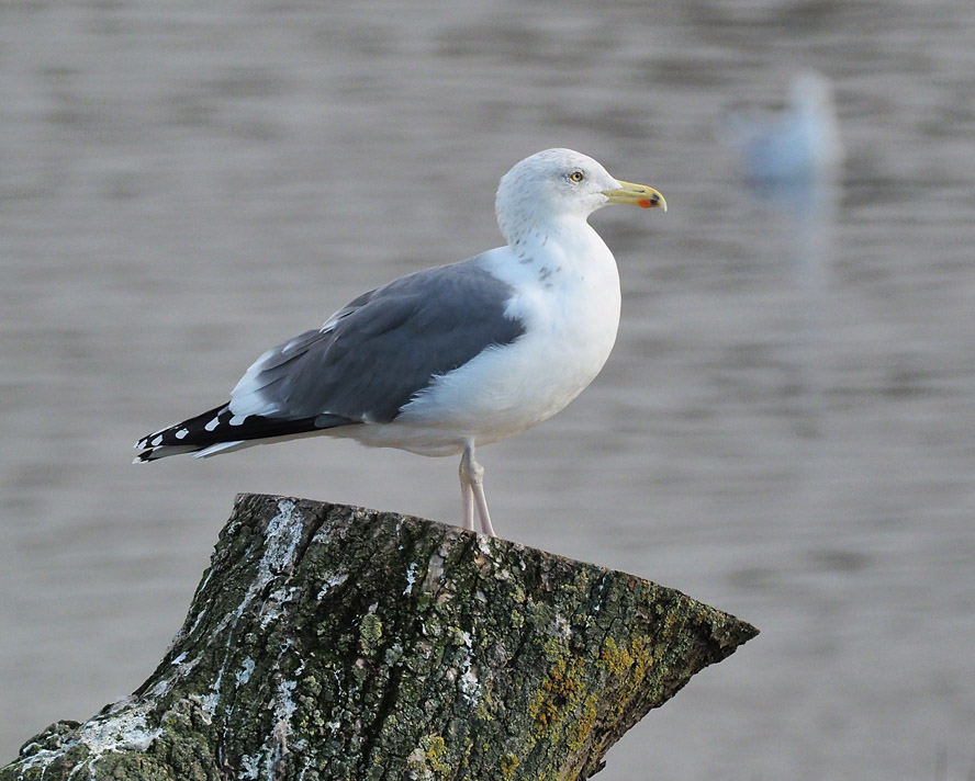 TropicBirdArt Blog from Holt: 20190322 LBB Gull x Herring Gull Hybrid ...