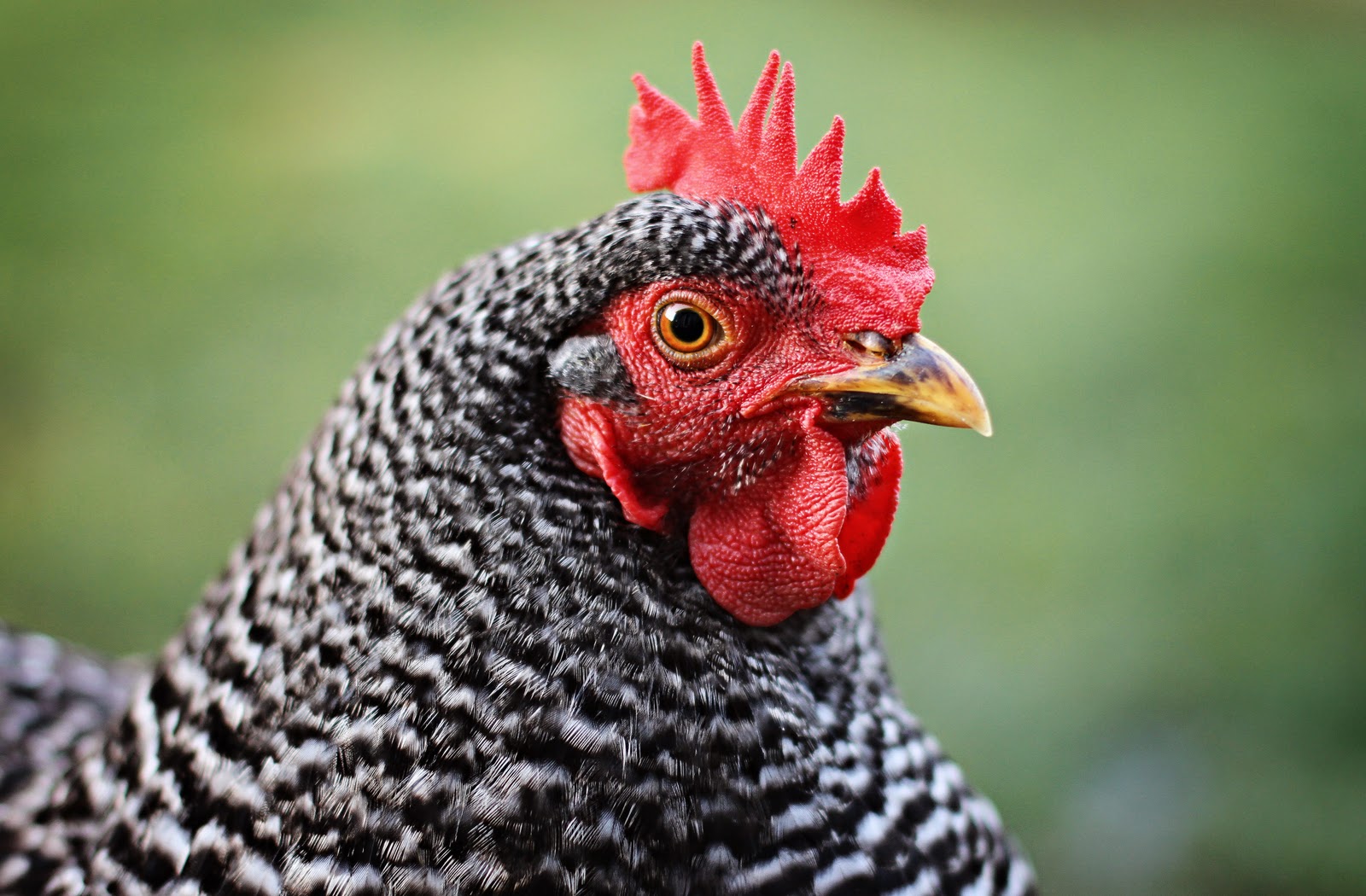 The Aprecios: The Girls