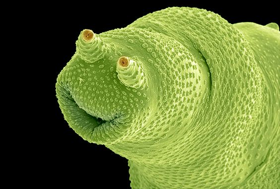 Celoma y Origen embrionario