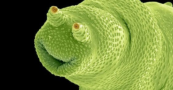 Origen embrionario: Protostomados