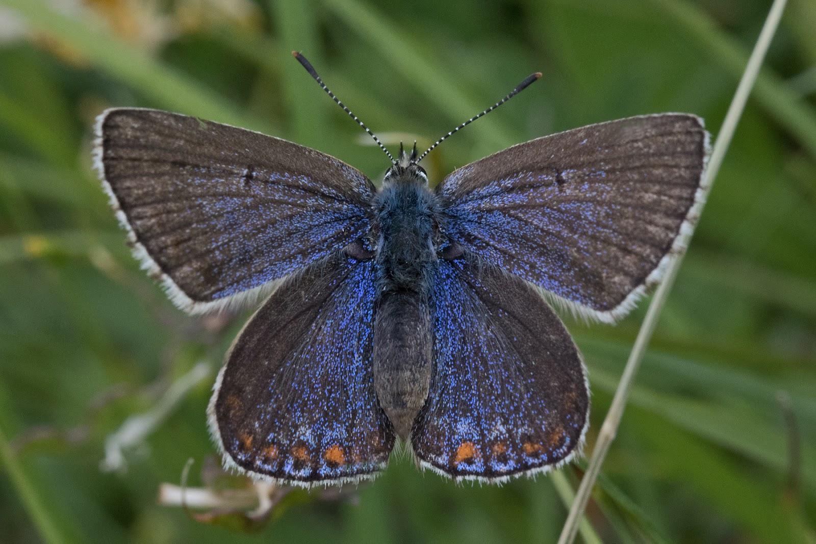 Butterflies, Dragonflies, Moths & other Insects: Adonis Blue
