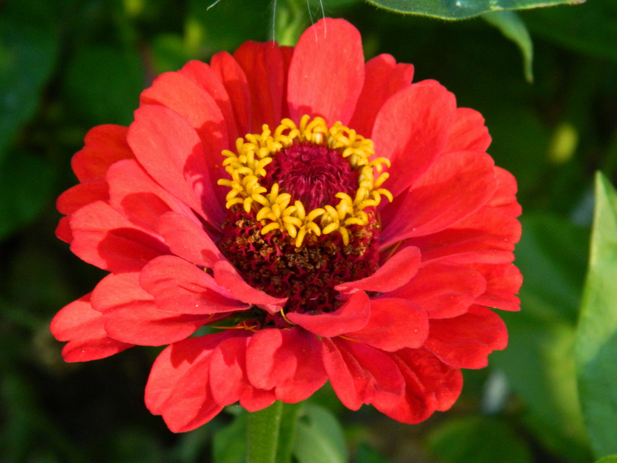 LA MULTI ANI, ROMANIA!: Carciumarese (zinnia)