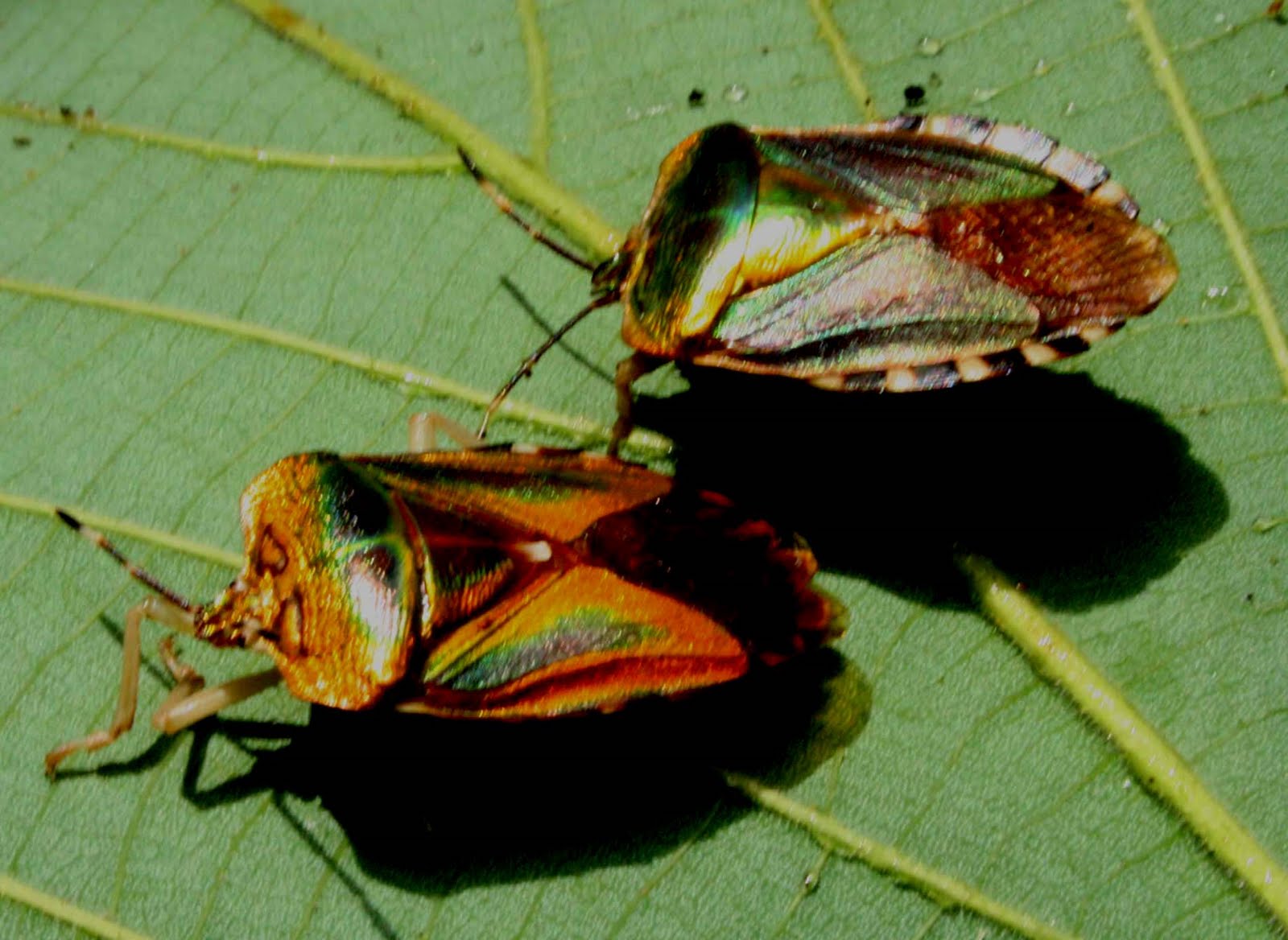 Living with Nature - School on Blog by Dr. Abercio V. Rotor: UST GS ...