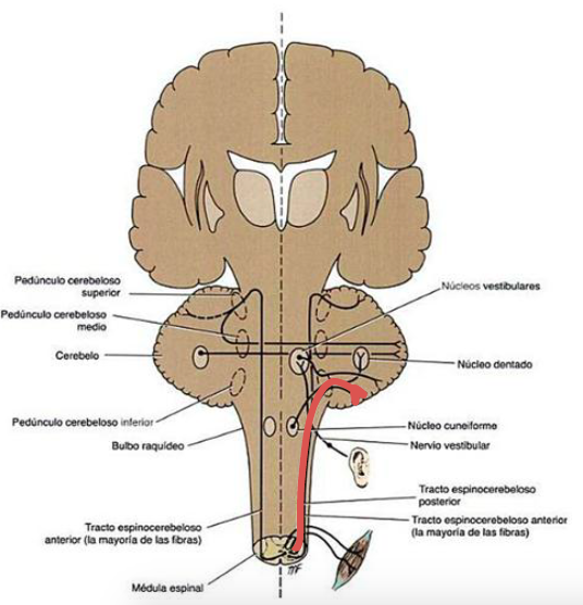 Neuroaprende : Via Propioceptiva inconciente - Via Espinocerebelosa
