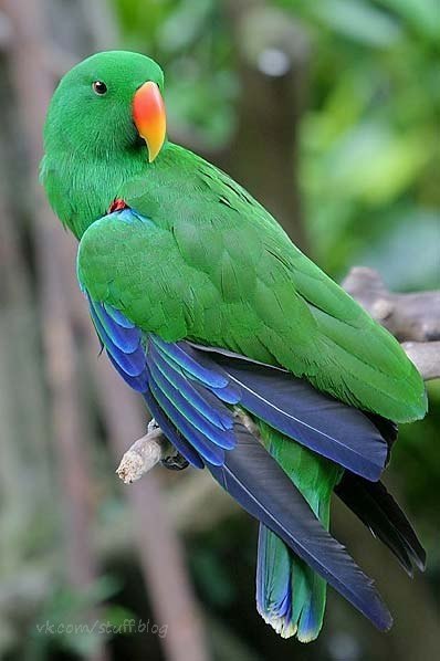 Stunning Photos: I'm a parrot. I can pick up an accent and just do it