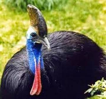 Kasuari Burung Besar yang Tidak Bisa Terbang | Ragam Dunia Hewan