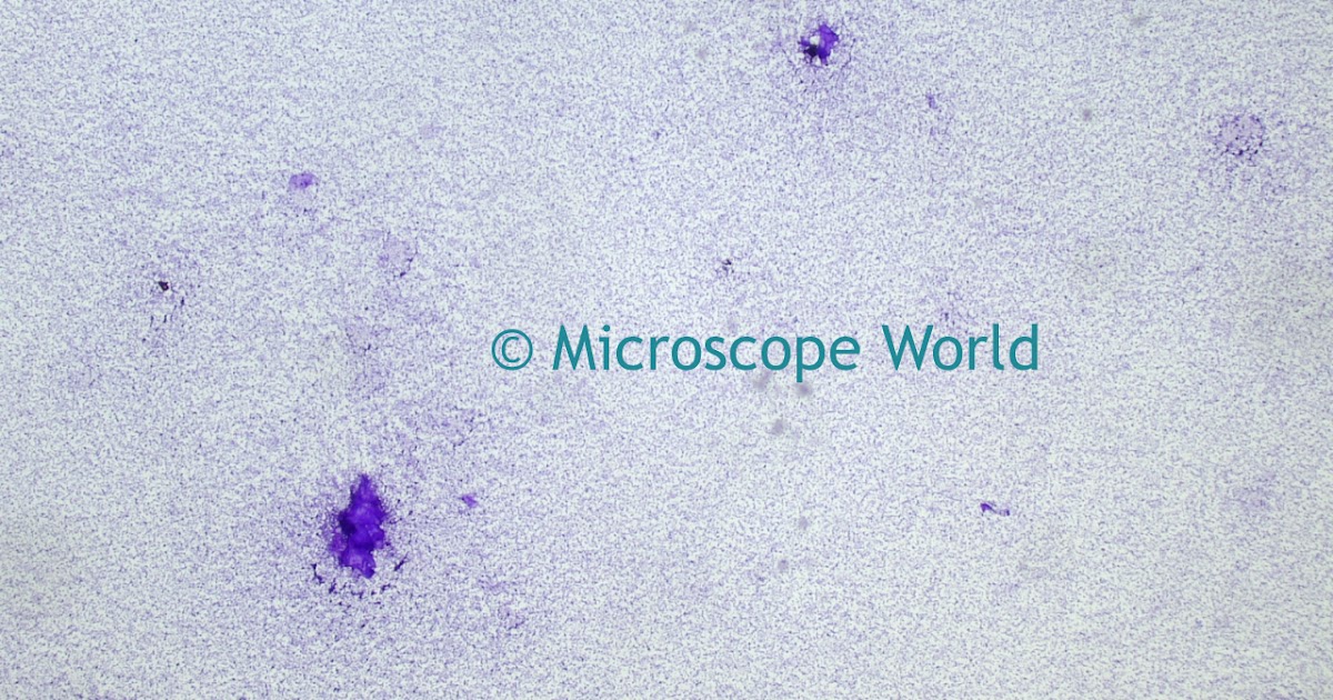 Microscope World Blog: Bacillus Subtilis under the Microscope