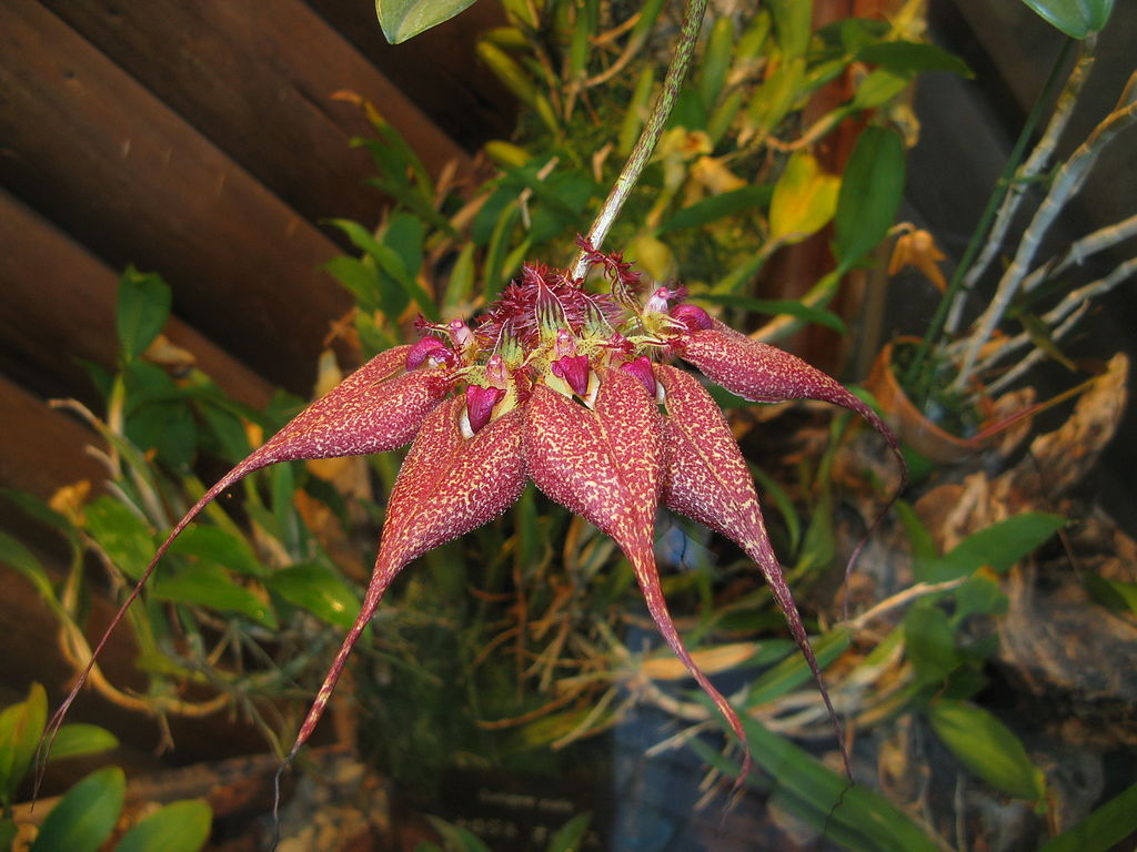 Bulbophyllum rothschildianum care and culture | Travaldo's blog