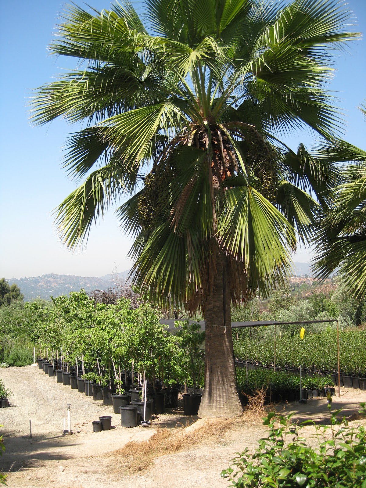 Gregory Palm Farms : Guadalupe Palm at the Gregory Palm Farms