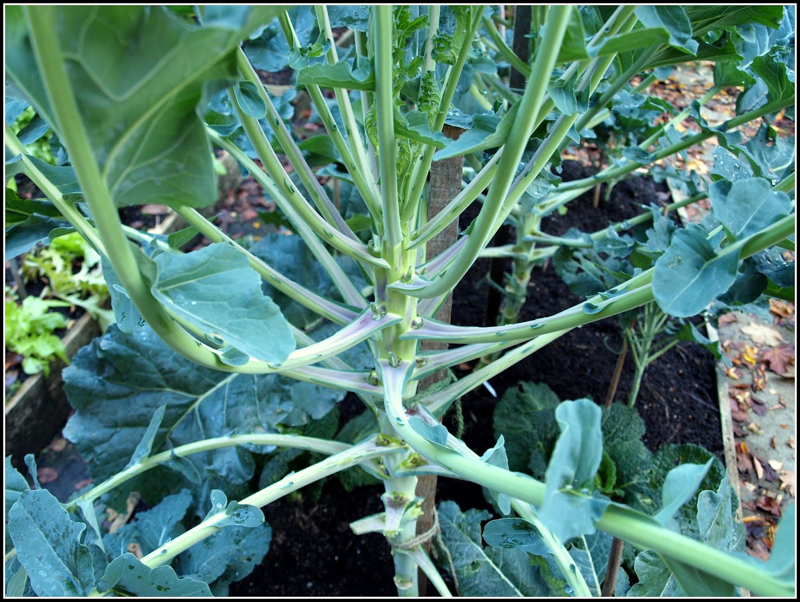 Mark's Veg Plot: Purple Sprouting Broccoli