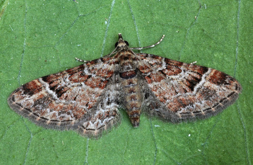 UK Pugs: 1862 Double-striped Pug (Gymnoscelis rufifasciata)
