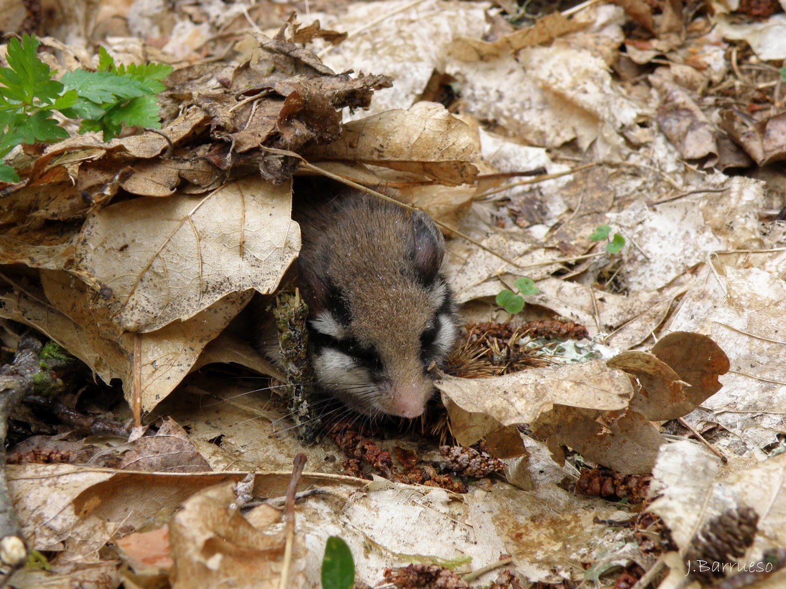 De paseo por la naturaleza: El baile de los lirones caretos.