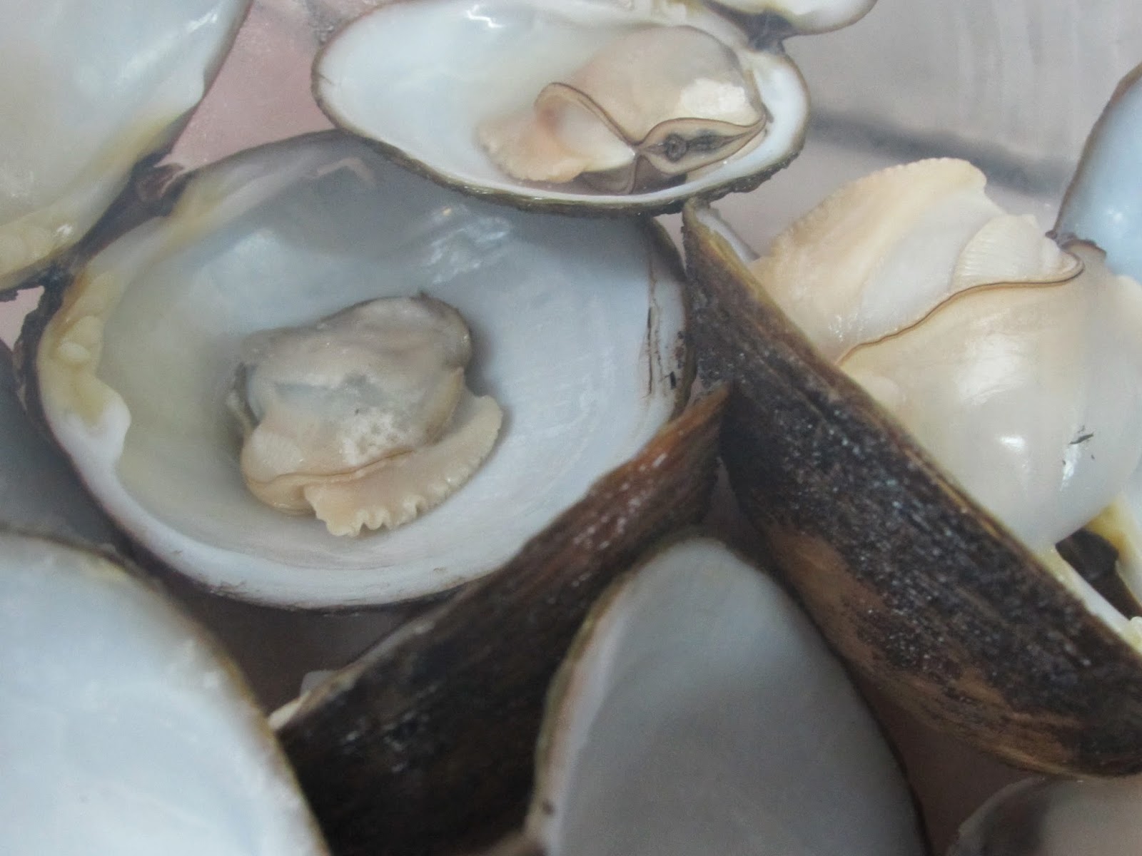 Cerita Bearcat: Teknik Memasak Lokan