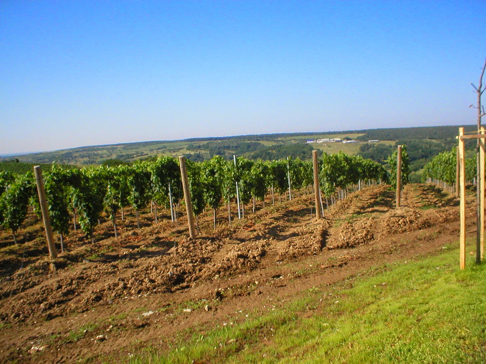 Mimi'z blog: Stage en Roumanie. Jour 3 : viticulture, agriculture et ...