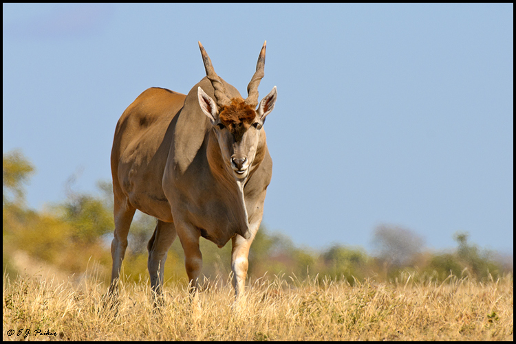 Animals pictures: Common Eland 1