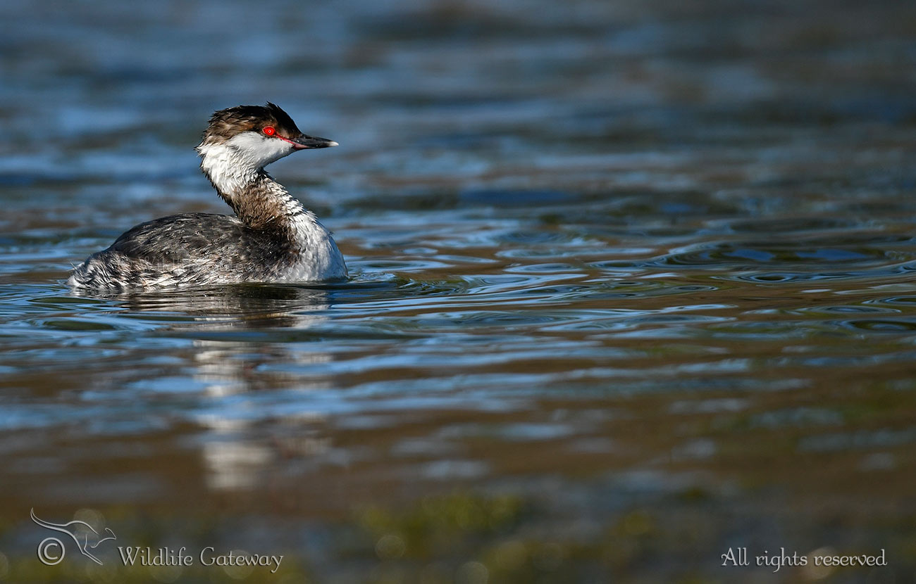 WILDLIFE GATEWAY: Grèbe esclavon...