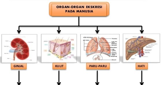 SISTEM EKSKRESI: Pembahasan SIstem Ekskresi