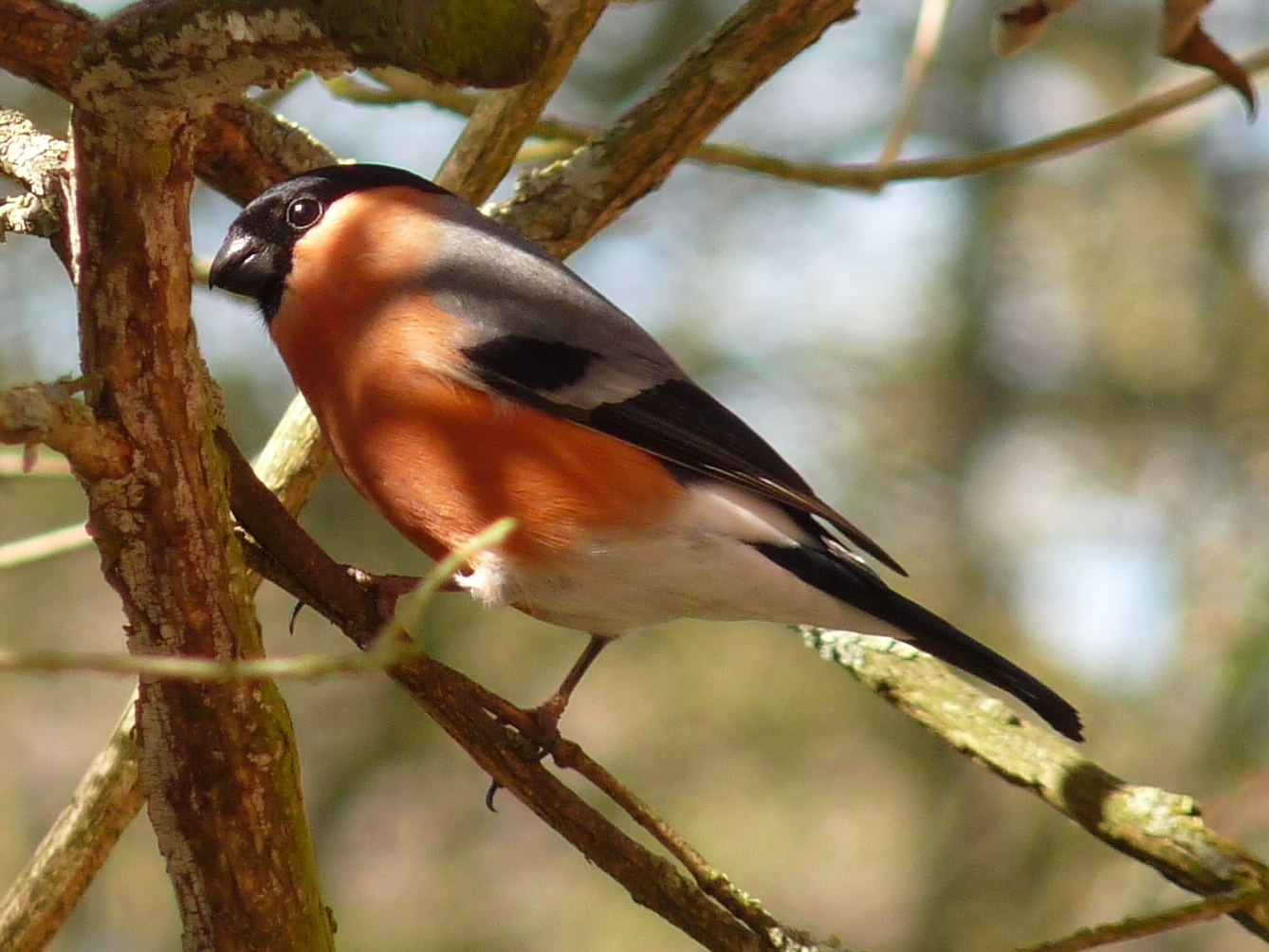Robert Chapman's Wildlife Photography: Bullfinch photo (as promised!)