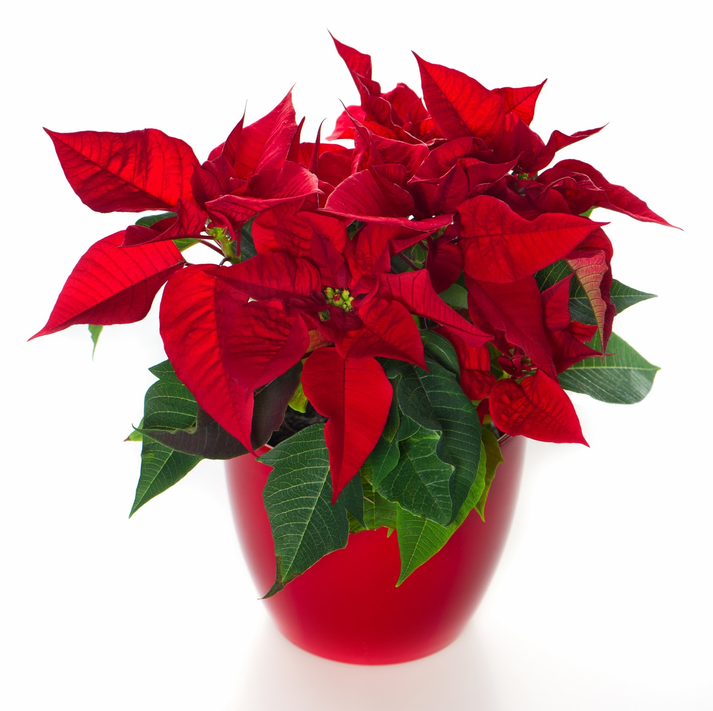 Banco de Imágenes Gratis: 20 imágenes de Nochebuenas, flores de Navidad ...