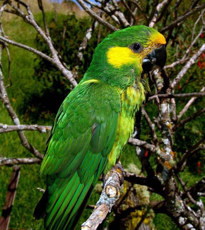 historia del loro orejiamarillo: loros orejiamarillo