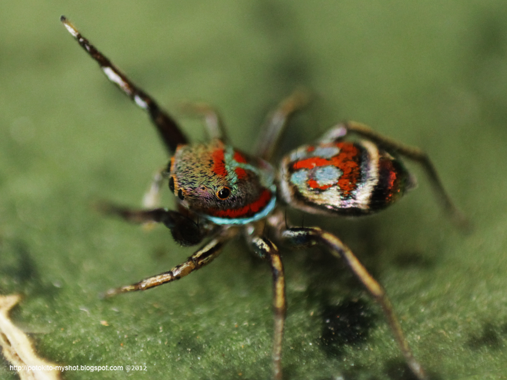 My Shot Gallery of Bengkulu: Colorful Jumping Spider (Siler semiglaucus ...