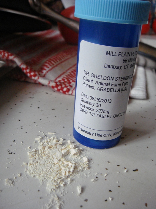 The Trials of Arabella + Tips for Caring for Sick Puppies