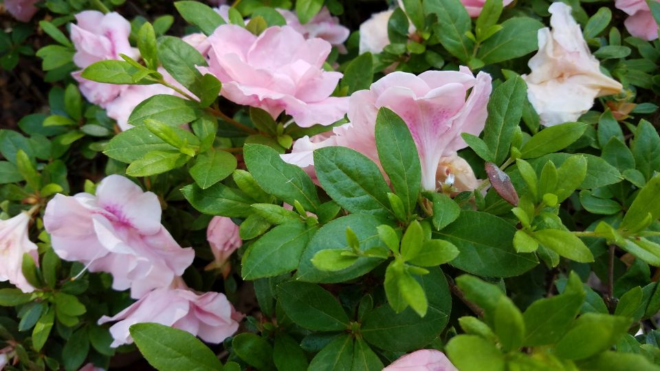 Future Plants by Randy Stewart: Azaleas -Evergreen Hybrids